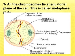 Cell division ---Mitosis | PDF