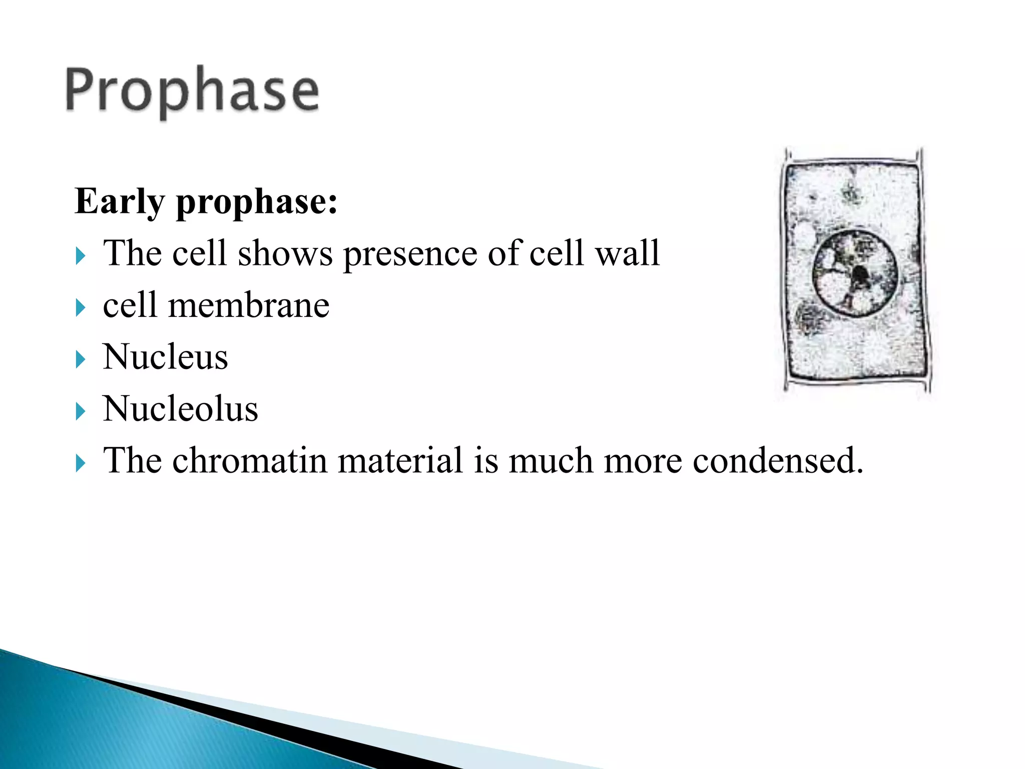 cell division- mitosis.pptx | Biological Sciences | Science
