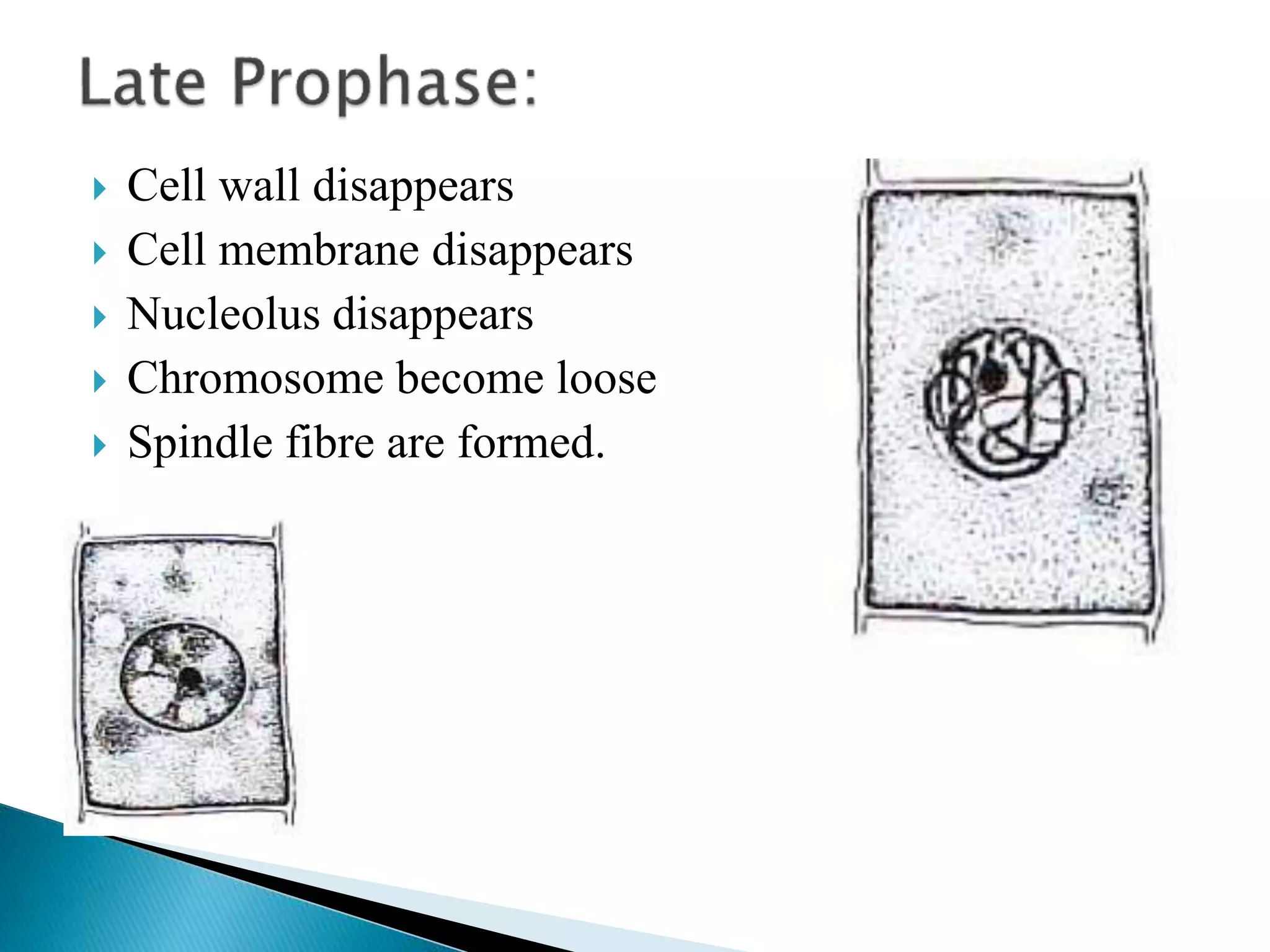 cell division- mitosis.pptx | Biological Sciences | Science