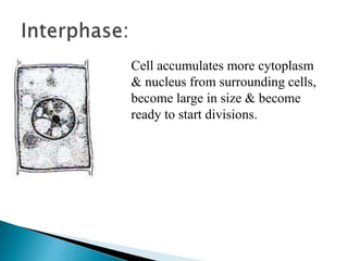 cell division- mitosis.pptx