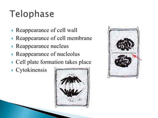 cell division- mitosis.pptx