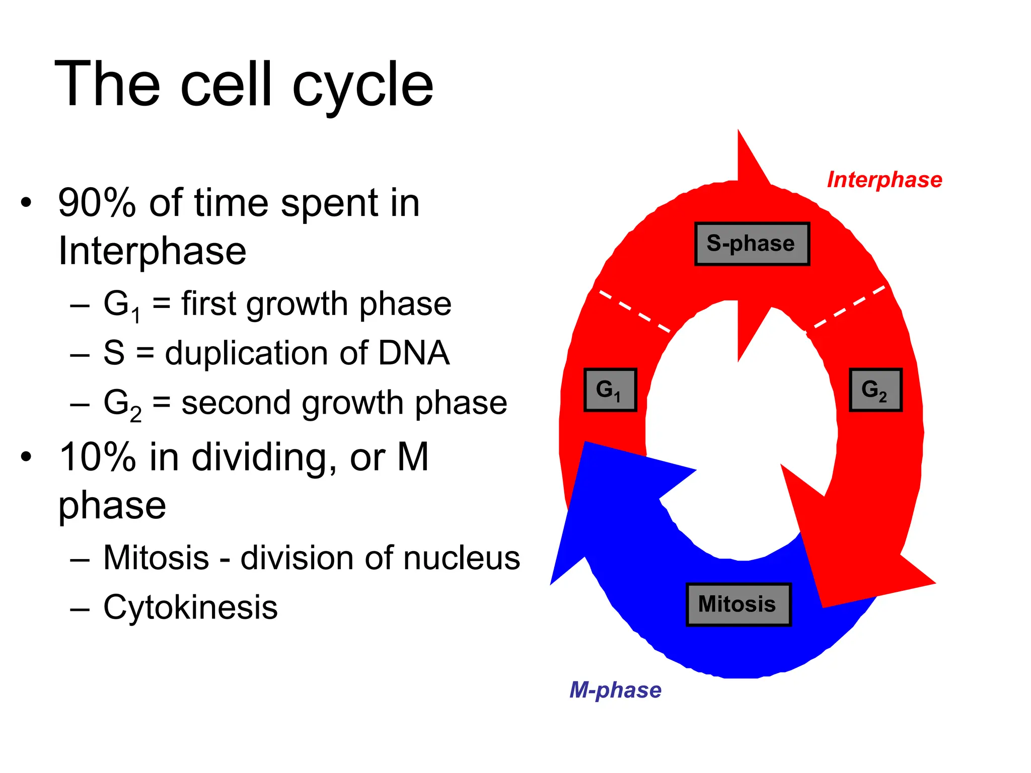 general biology Cell division-mitosis.pdf