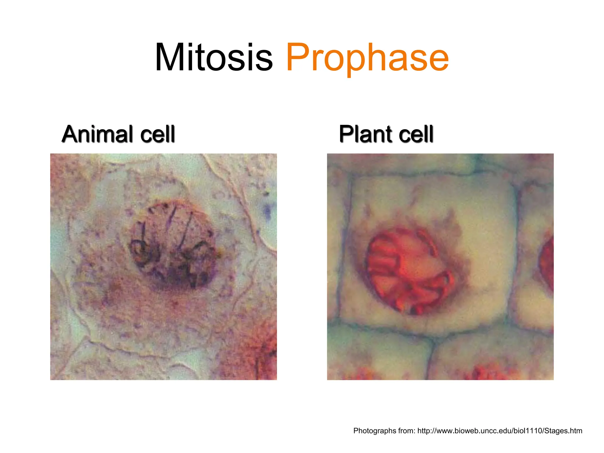 general biology Cell division-mitosis.pdf