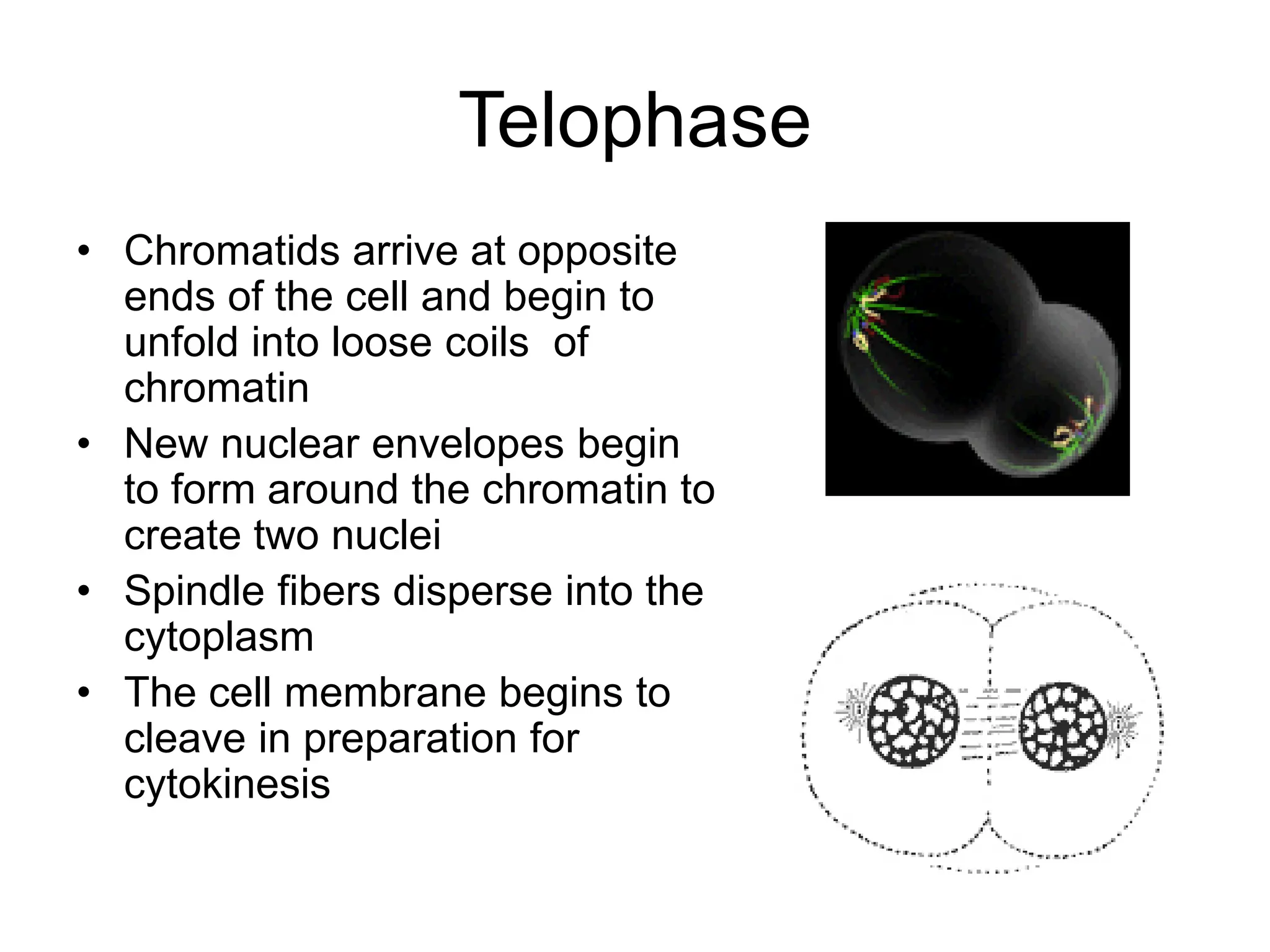 general biology Cell division-mitosis.pdf