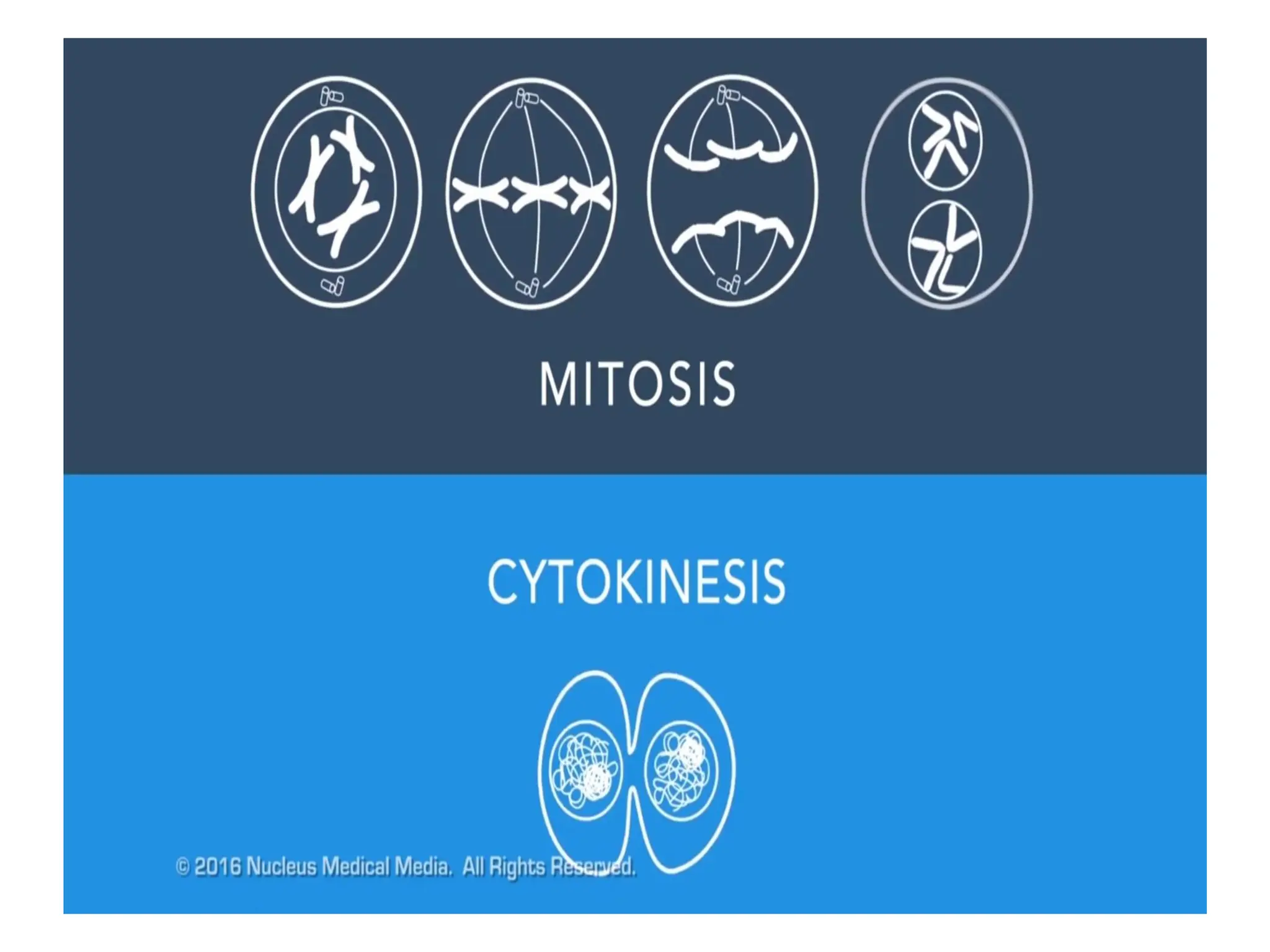 general biology Cell division-mitosis.pdf