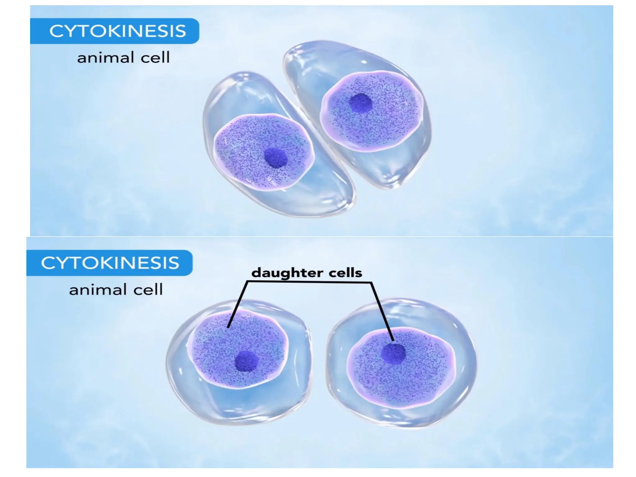 general biology Cell division-mitosis.pdf