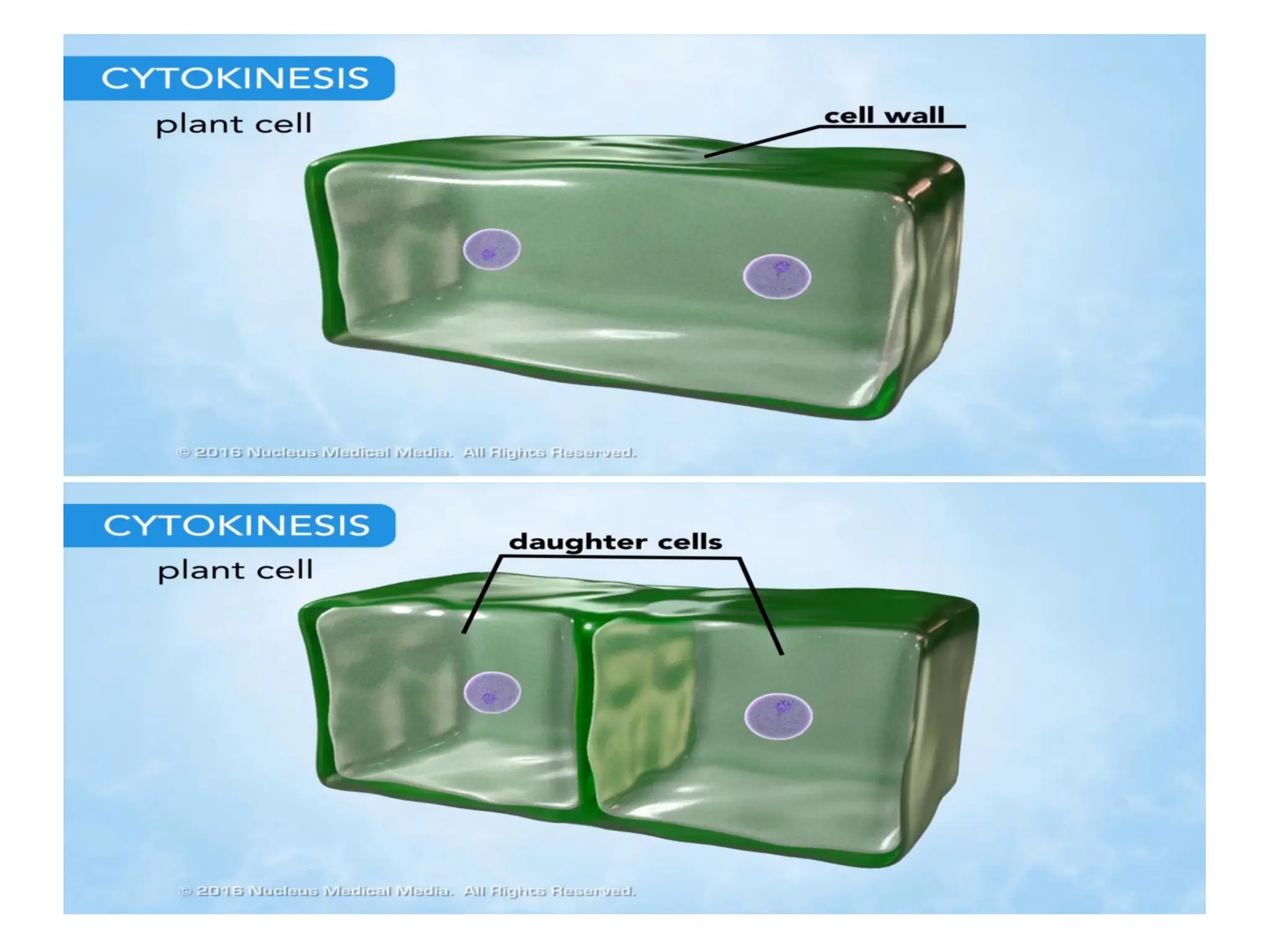 general biology Cell division-mitosis.pdf