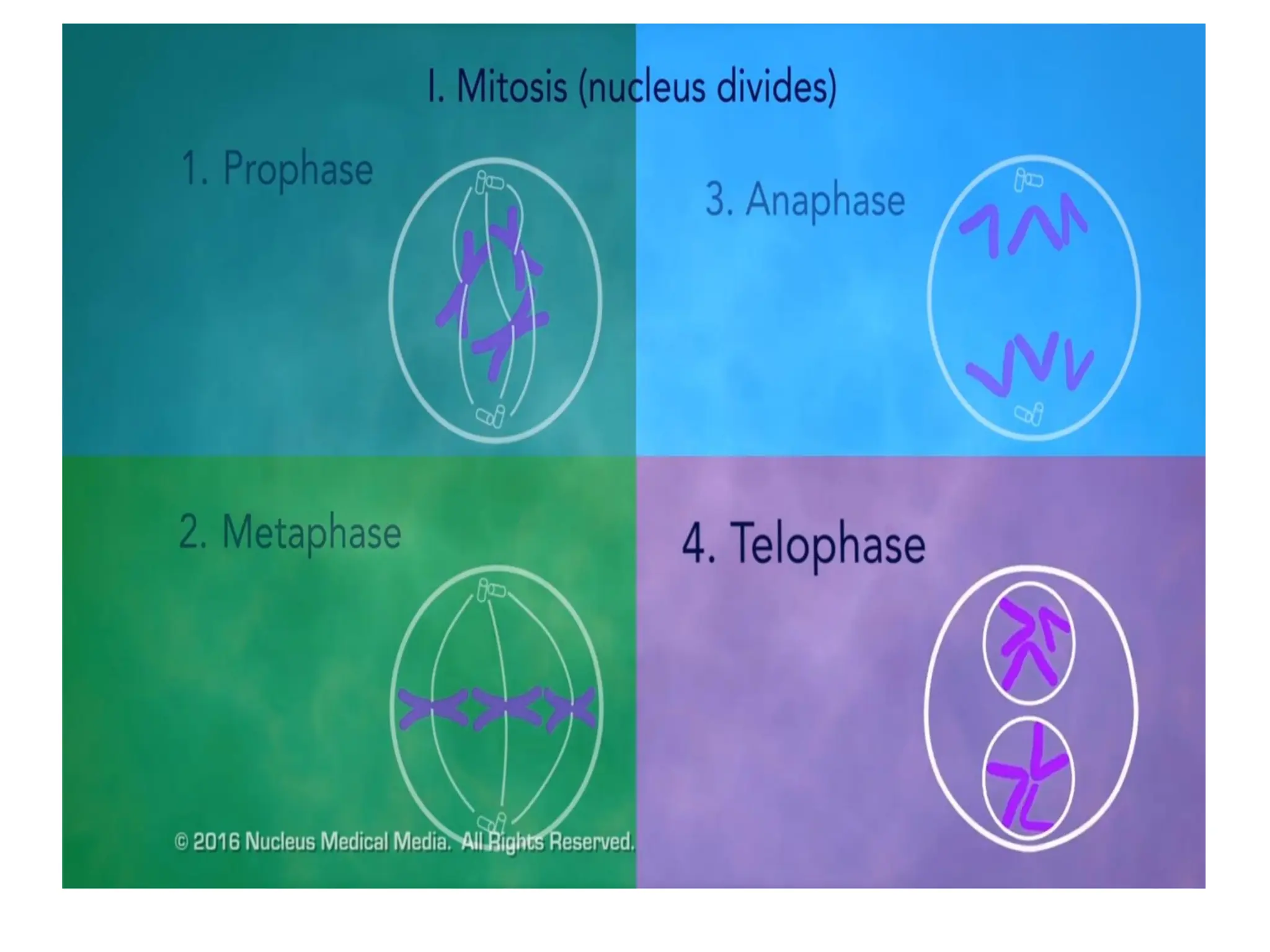 general biology Cell division-mitosis.pdf