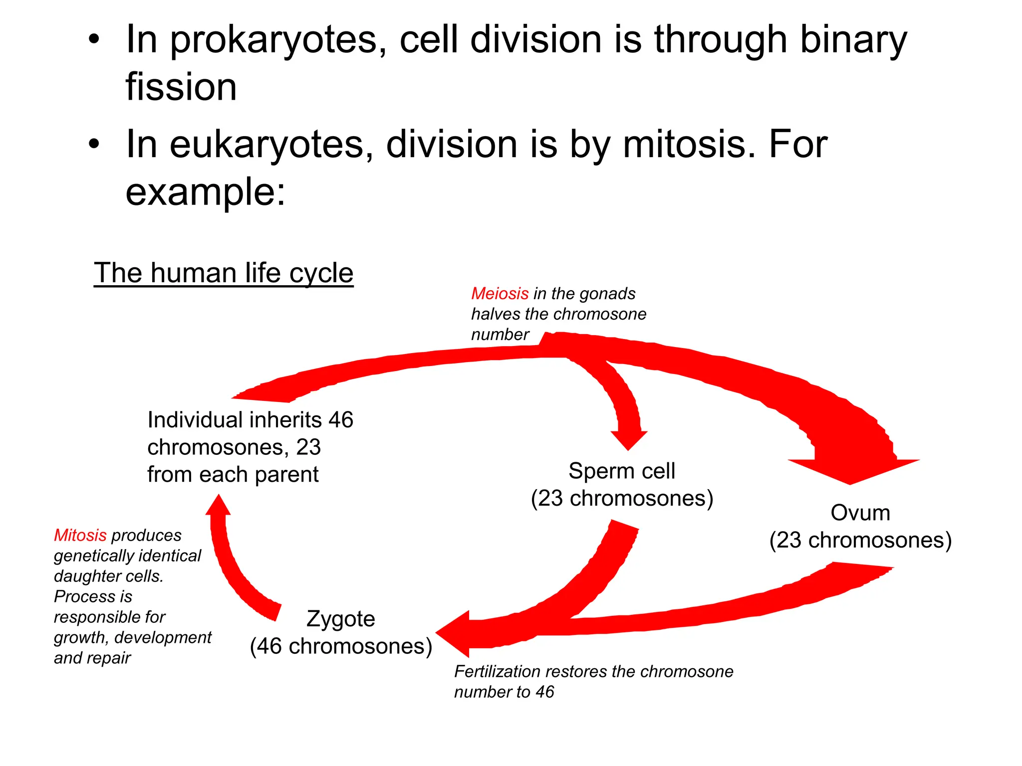 general biology Cell division-mitosis.pdf