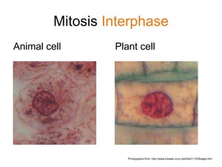 general biology Cell division-mitosis.pdf