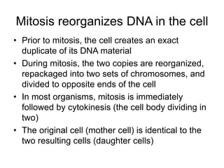 general biology Cell division-mitosis.pdf