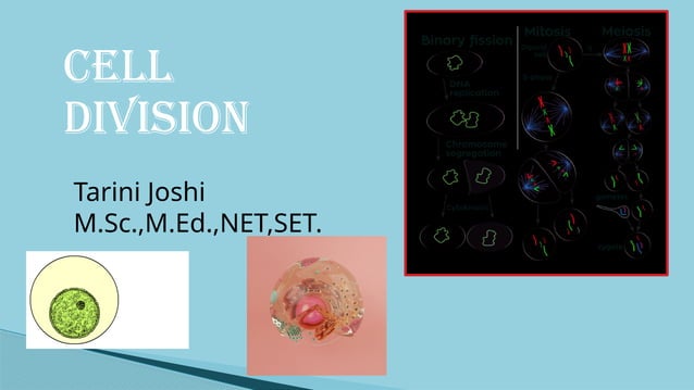 11th cell division -Mitosis- Tarini.pptx