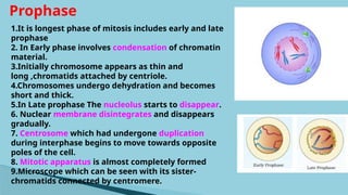 11th cell division -Mitosis- Tarini.pptx