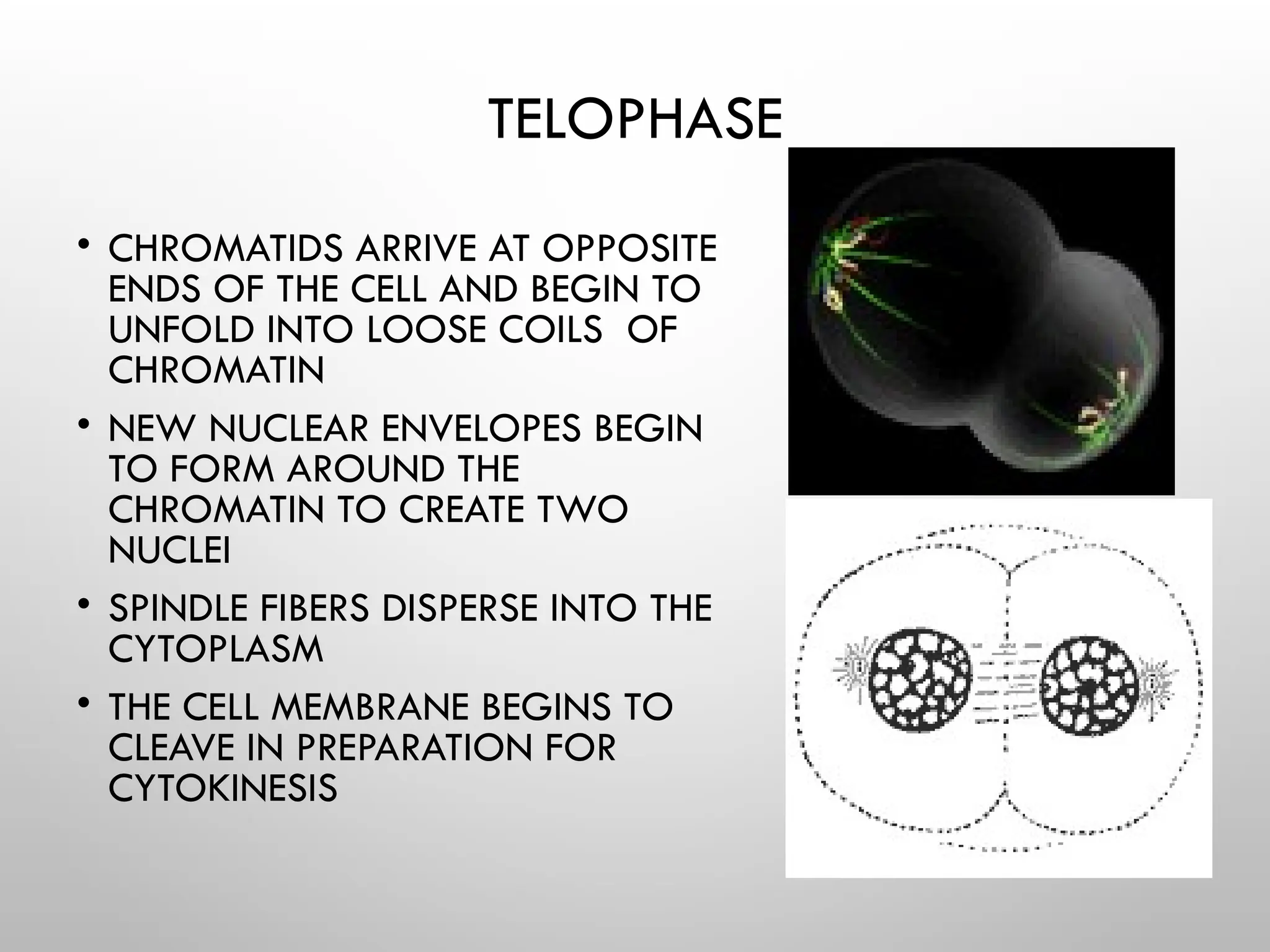Celldivision- Mitosis.ppt Teaches about Mitosis | PPT