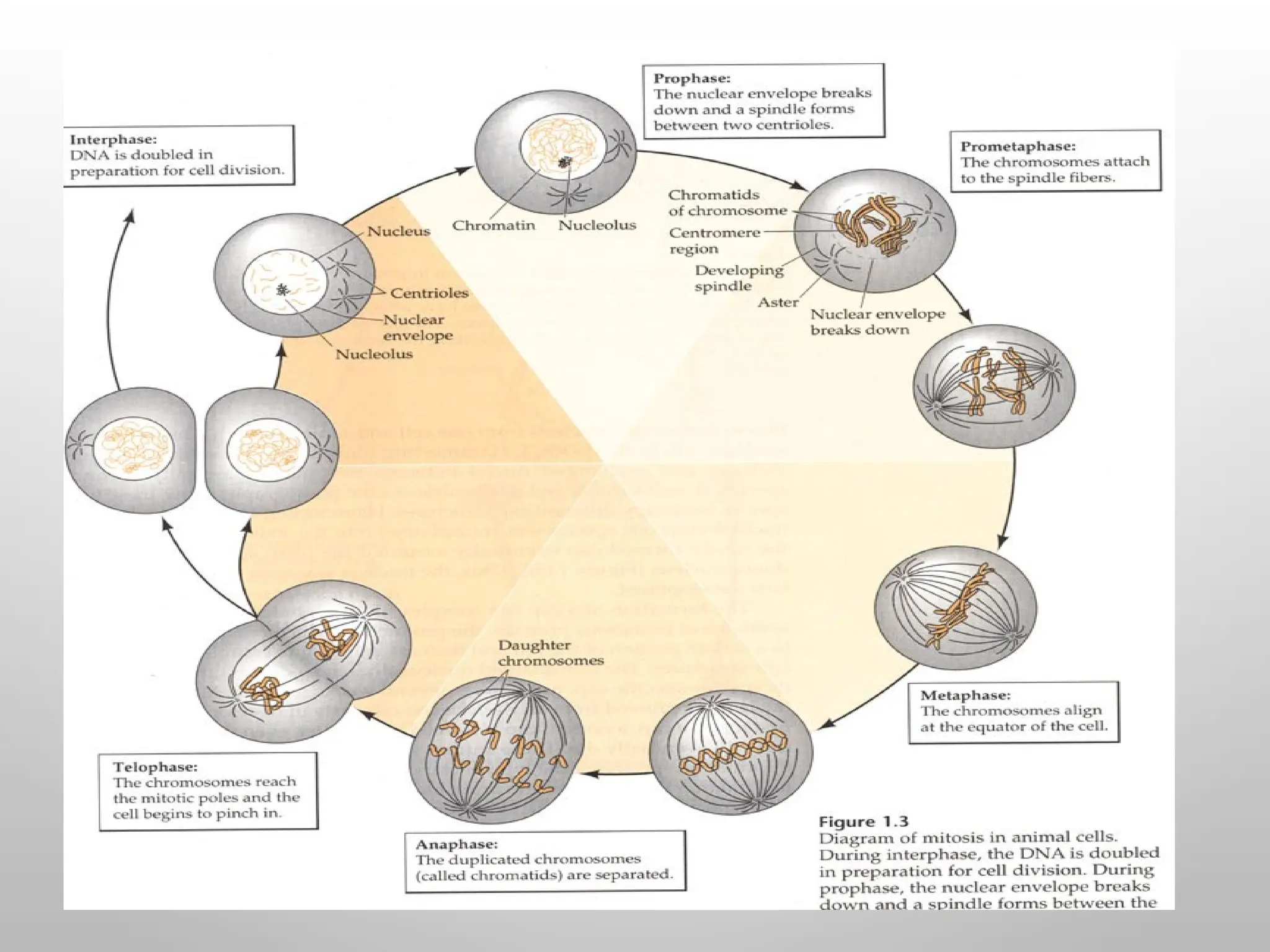 Celldivision- Mitosis.ppt Teaches about Mitosis | PPT