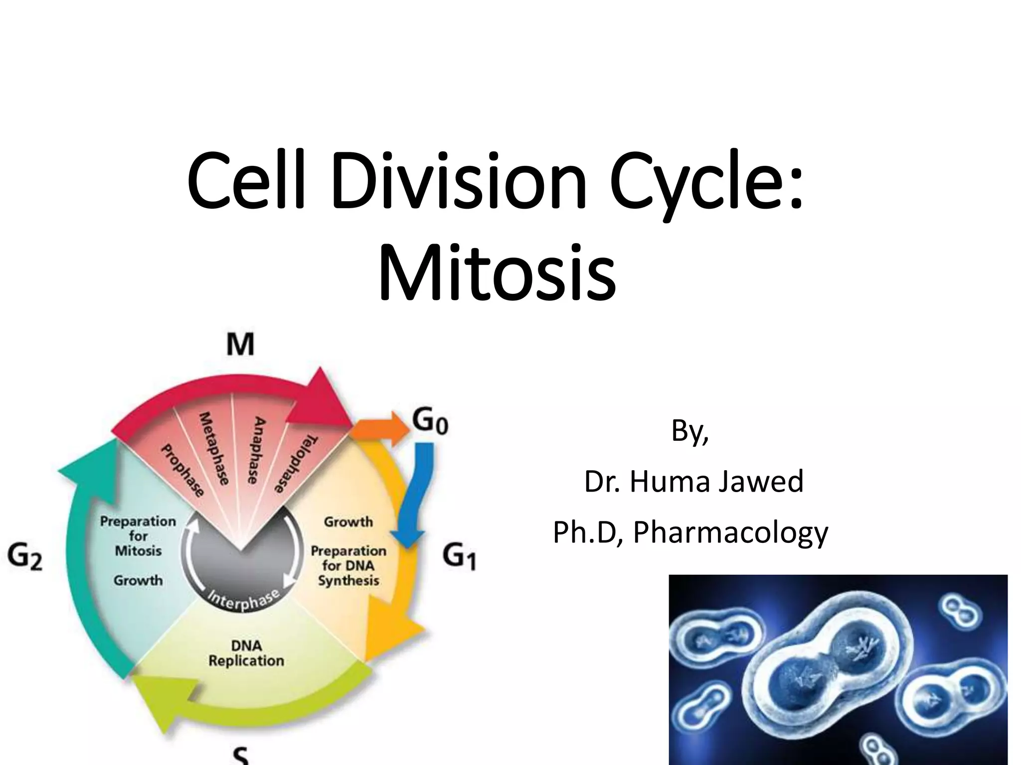 Cell Division-Mitosis- | PPTX | Biological Sciences | Science