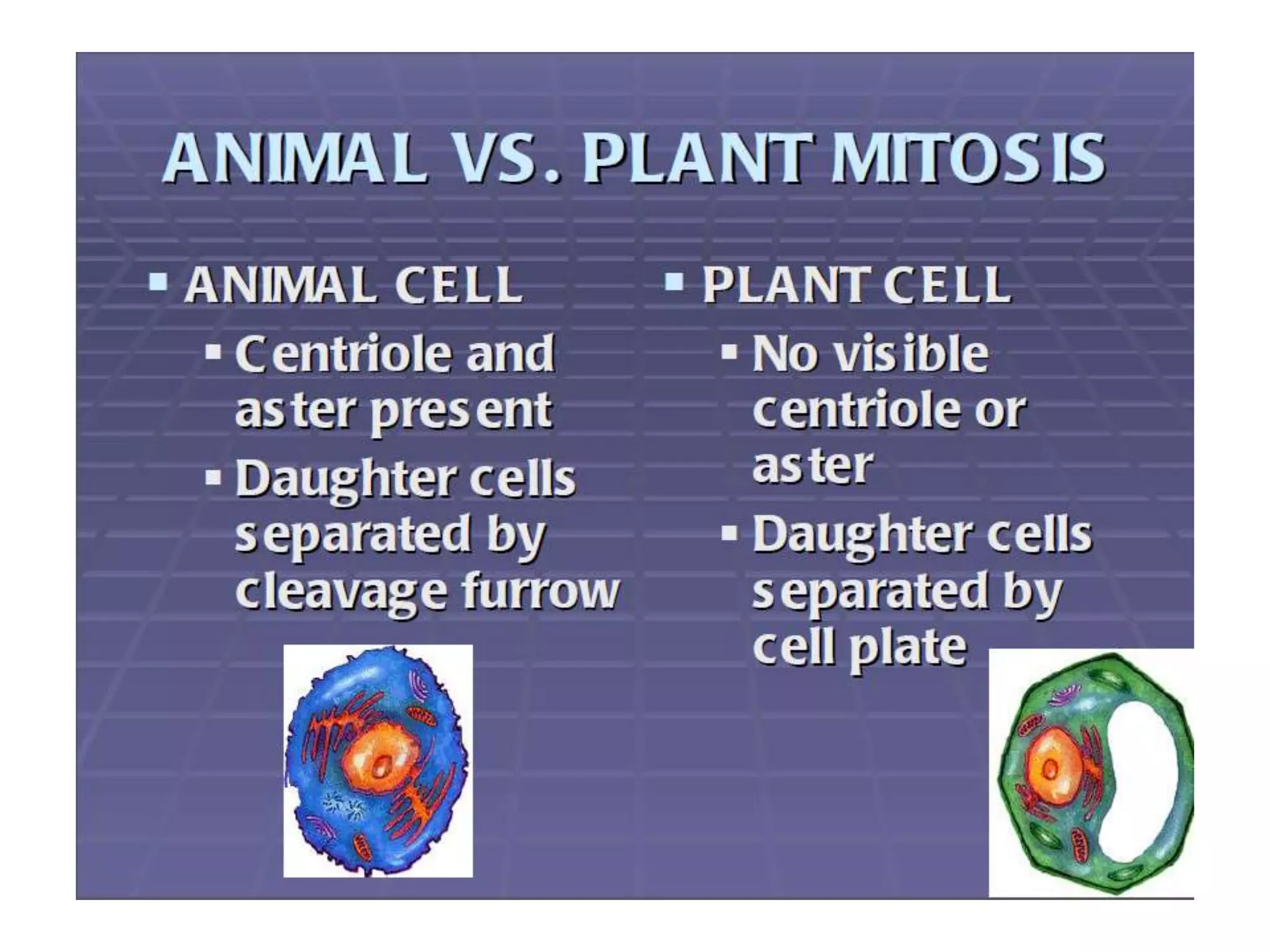 Cell Division-Mitosis- | PPTX