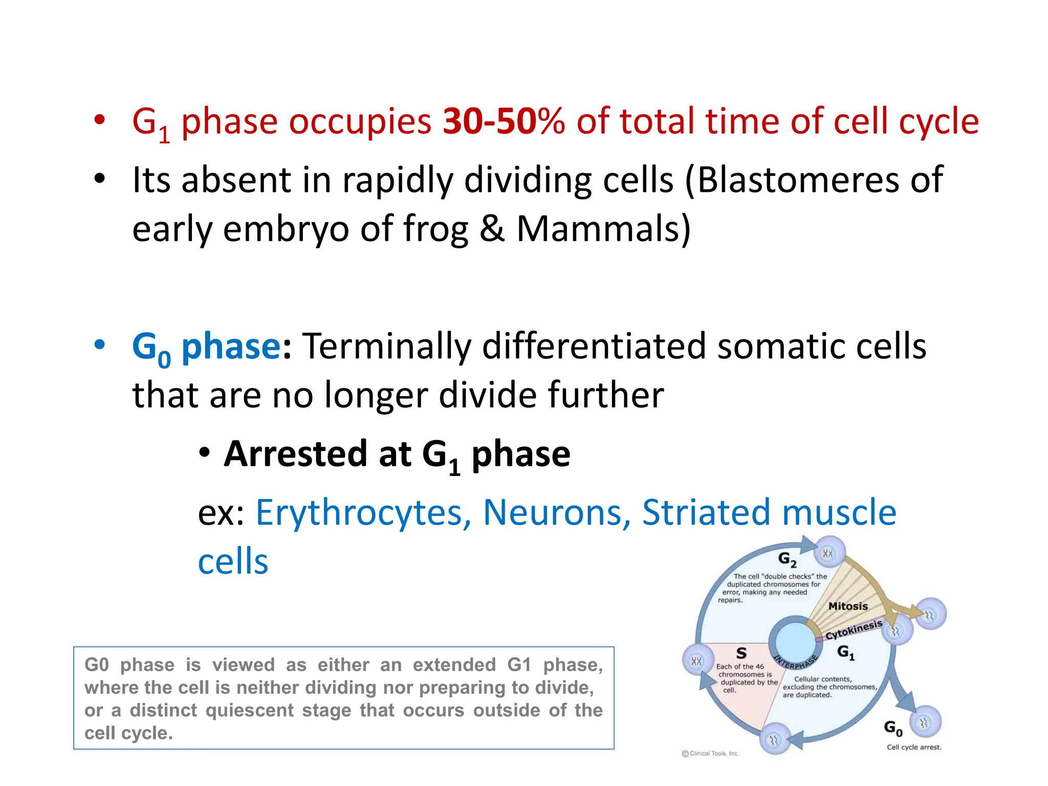 cell division - Mitosis in plants final.ppt