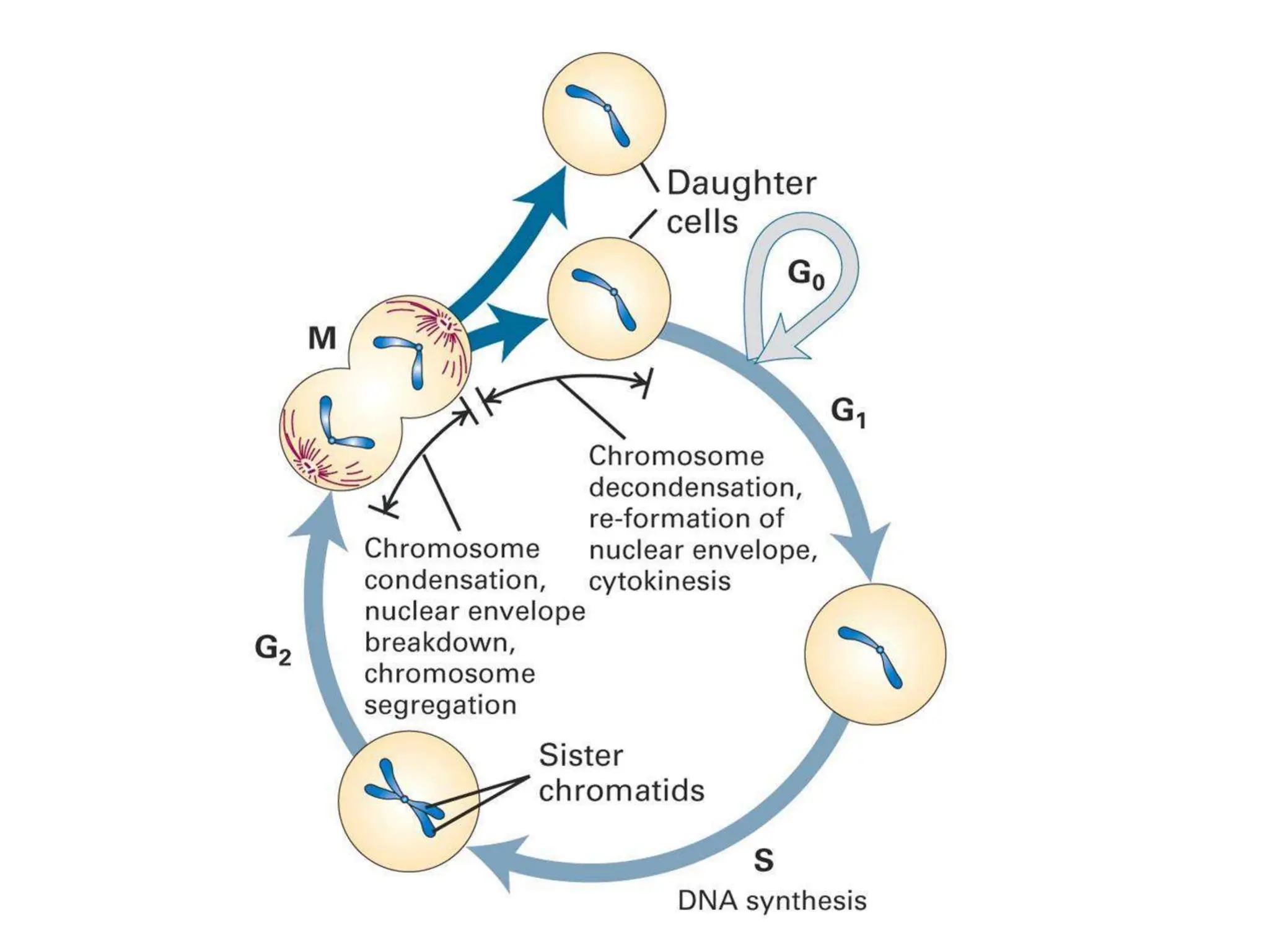 cell division - Mitosis in plants final.ppt