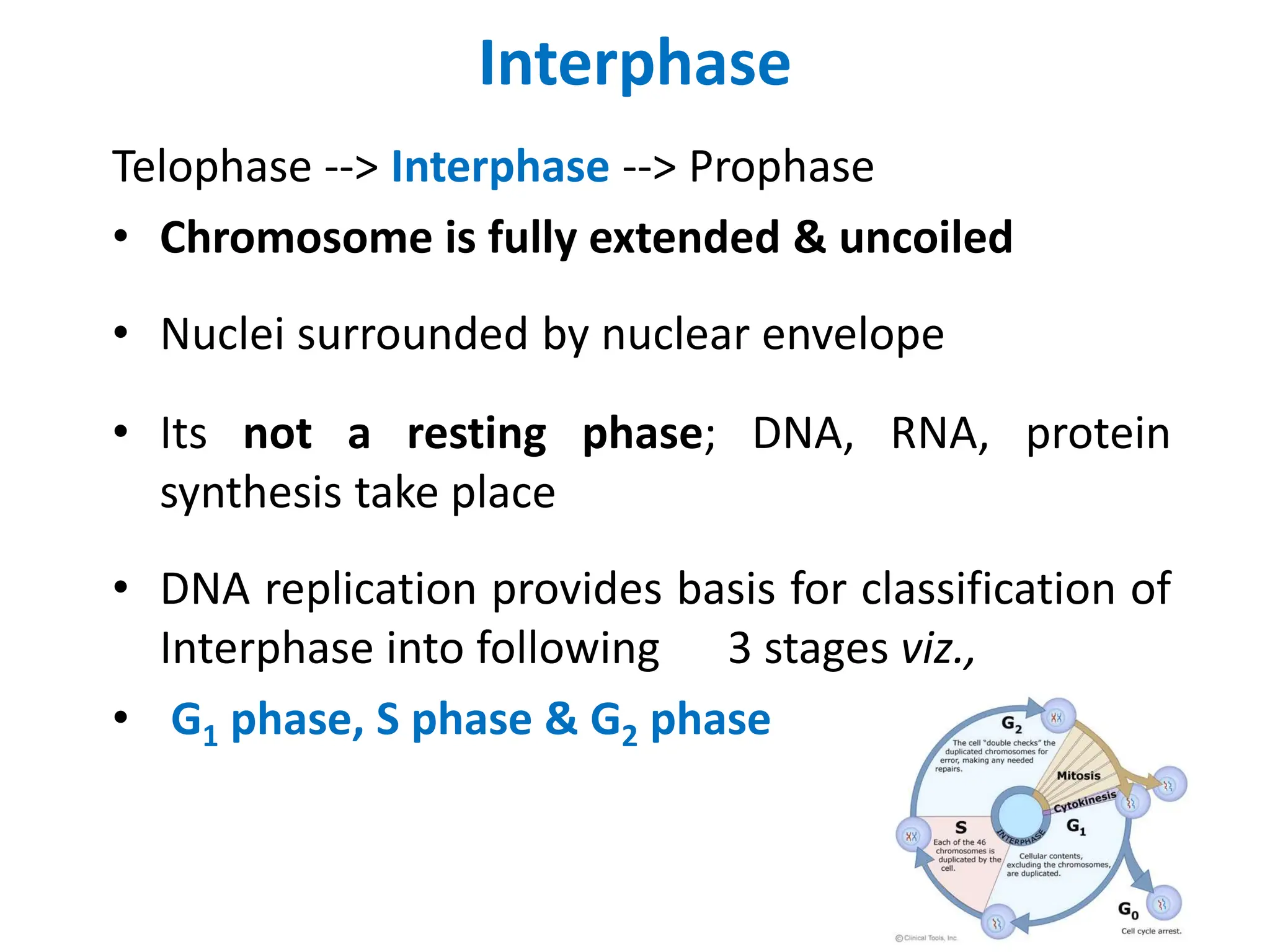 cell division - Mitosis in plants final.ppt