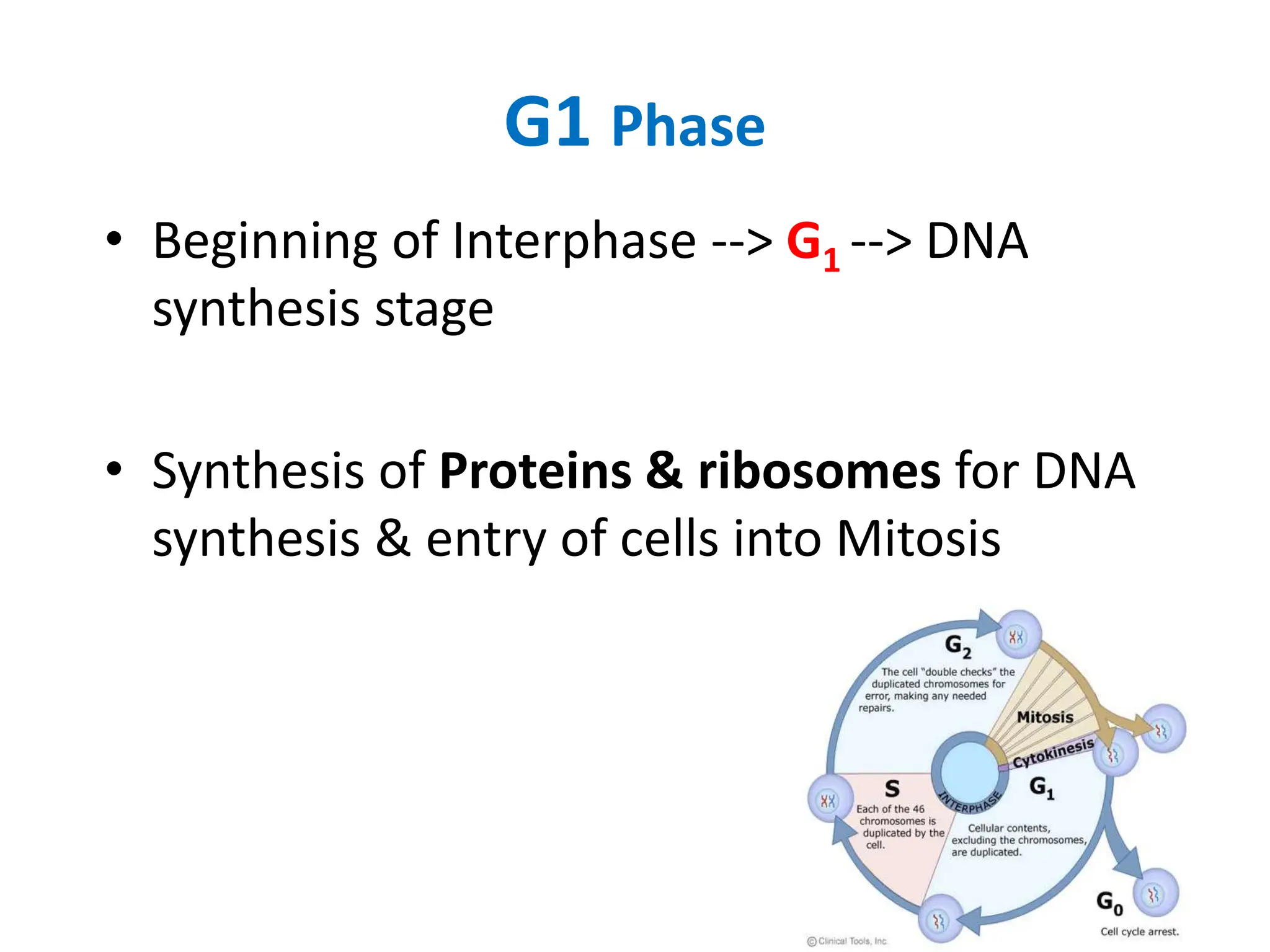 cell division - Mitosis in plants final.ppt