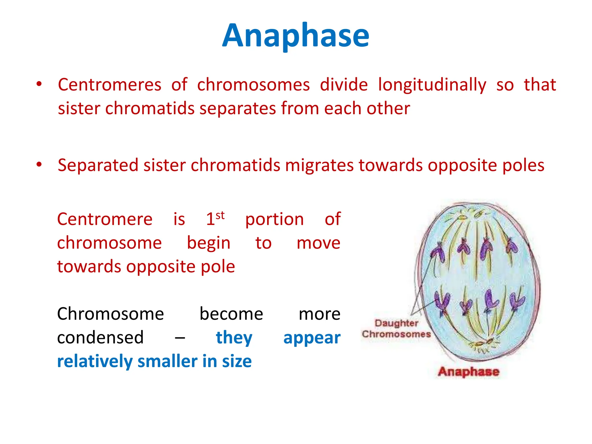 cell division - Mitosis in plants final.ppt