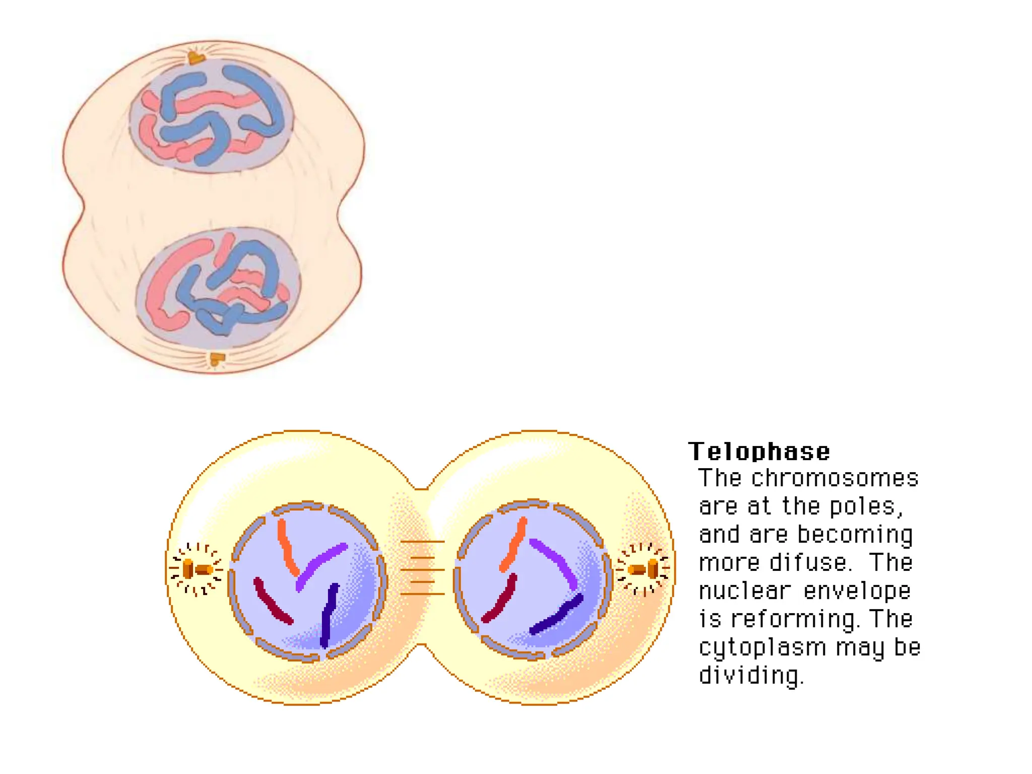 cell division - Mitosis in plants final.ppt