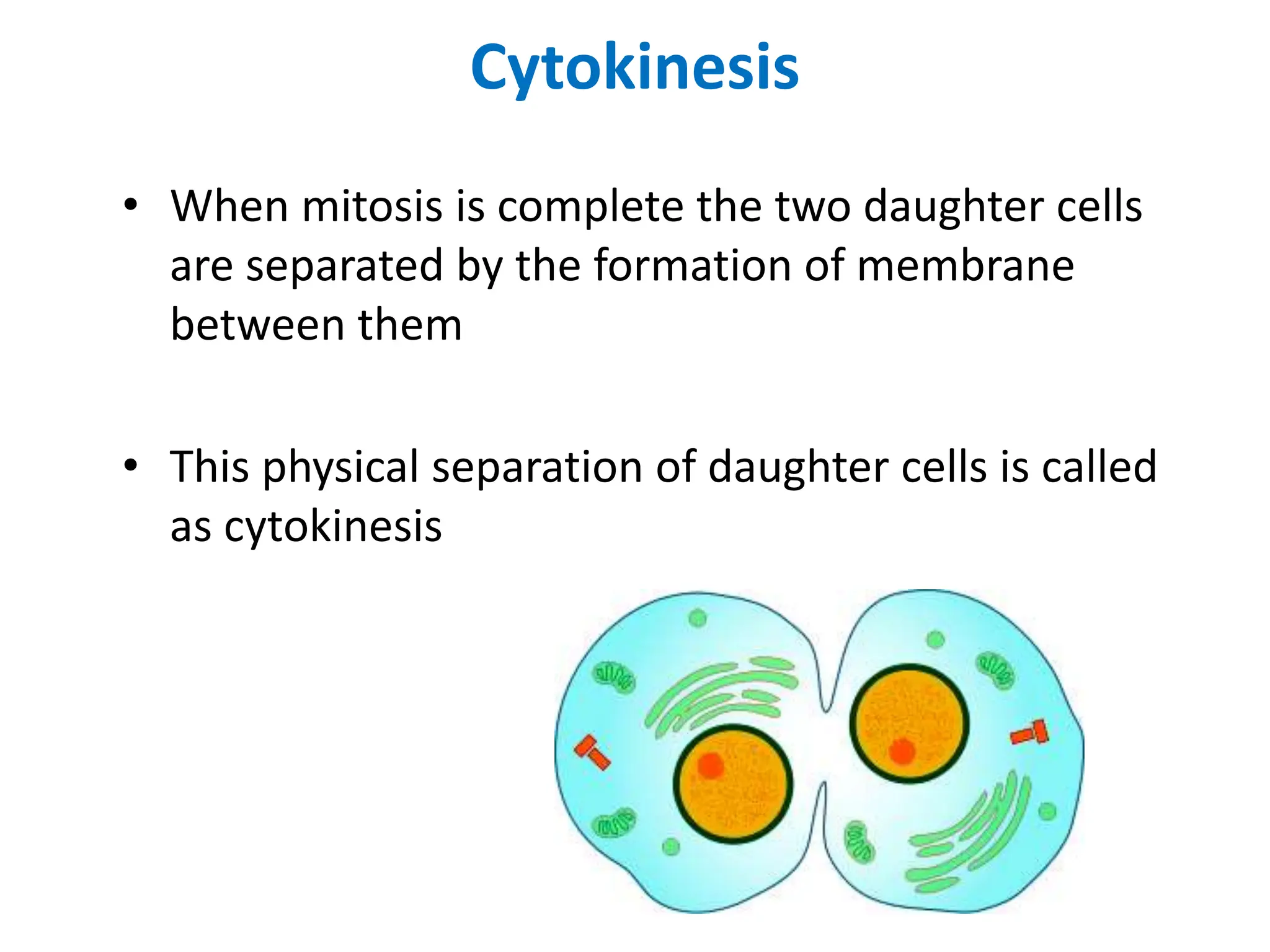 cell division - Mitosis in plants final.ppt