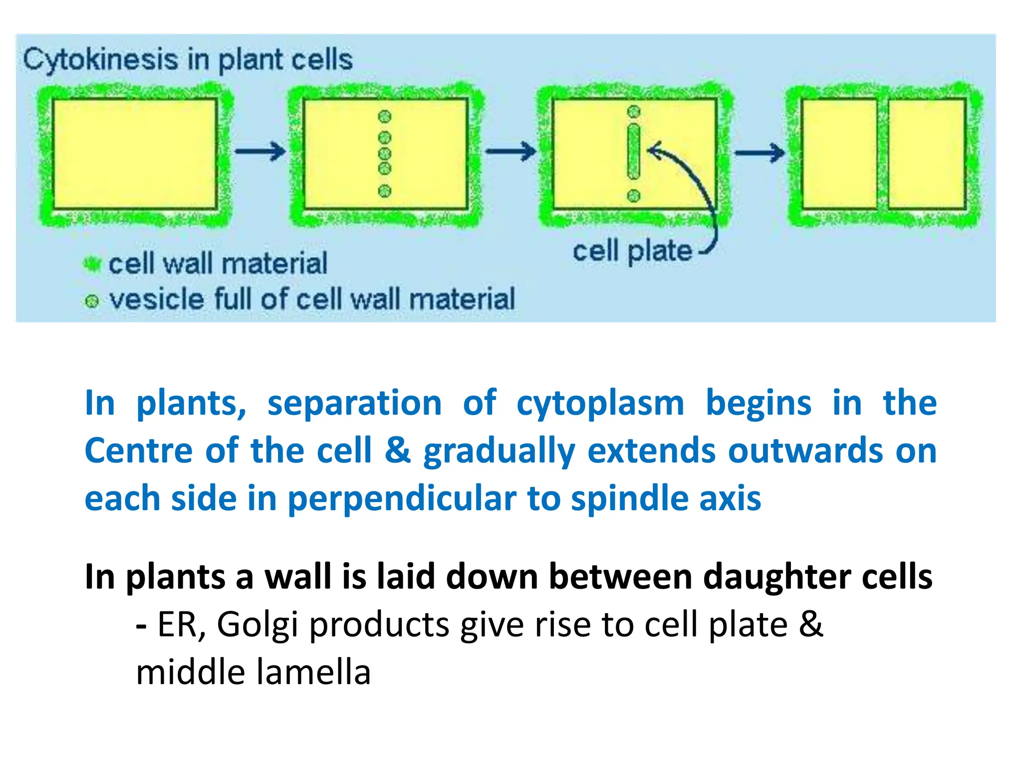 cell division - Mitosis in plants final.ppt