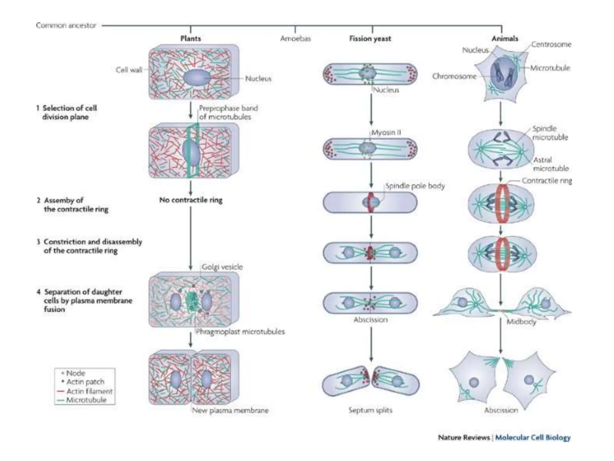 cell division - Mitosis in plants final.ppt