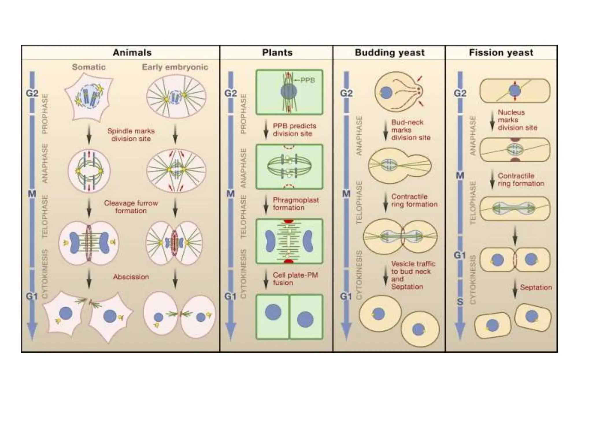 cell division - Mitosis in plants final.ppt