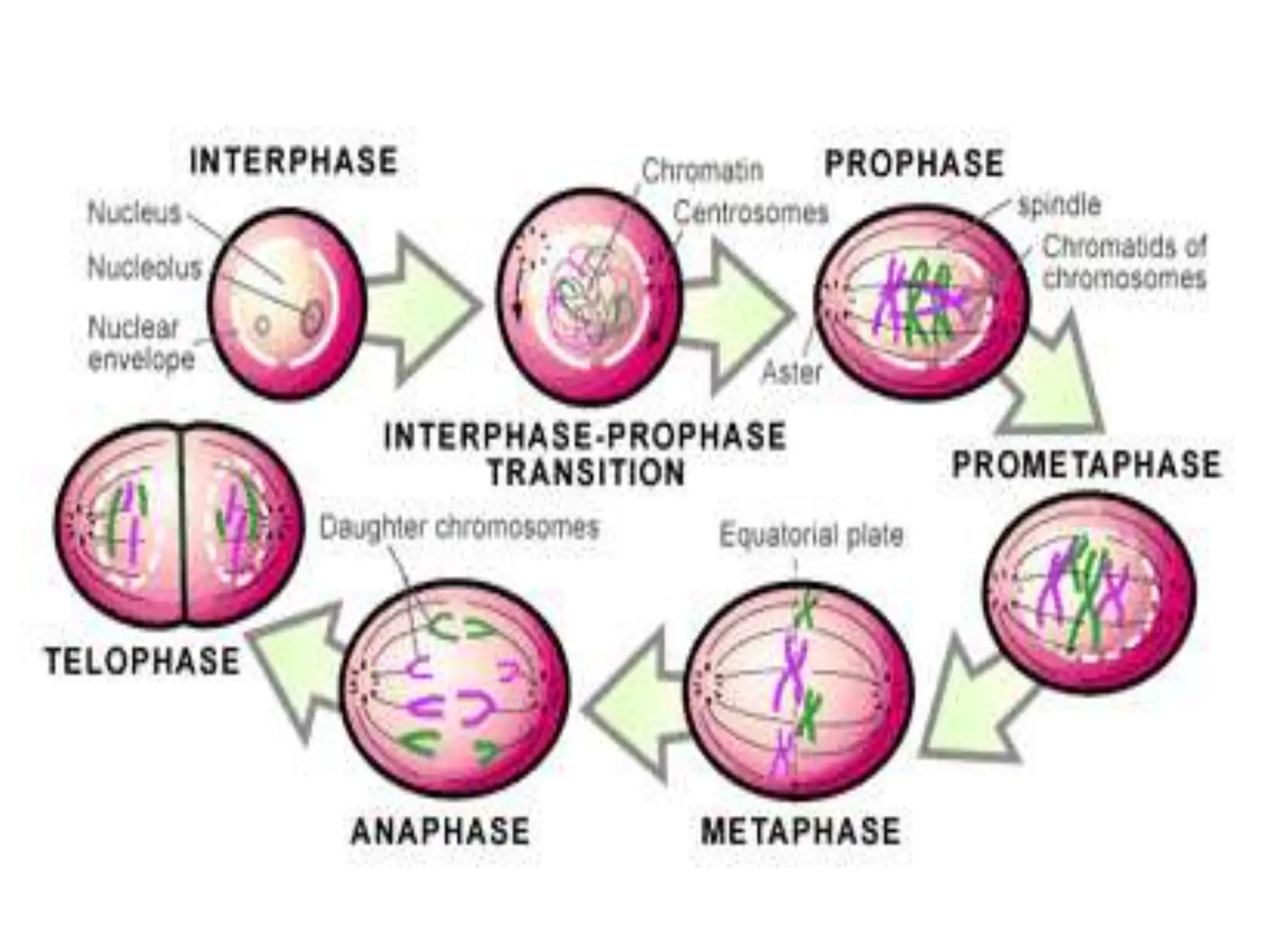cell division - Mitosis in plants final.ppt