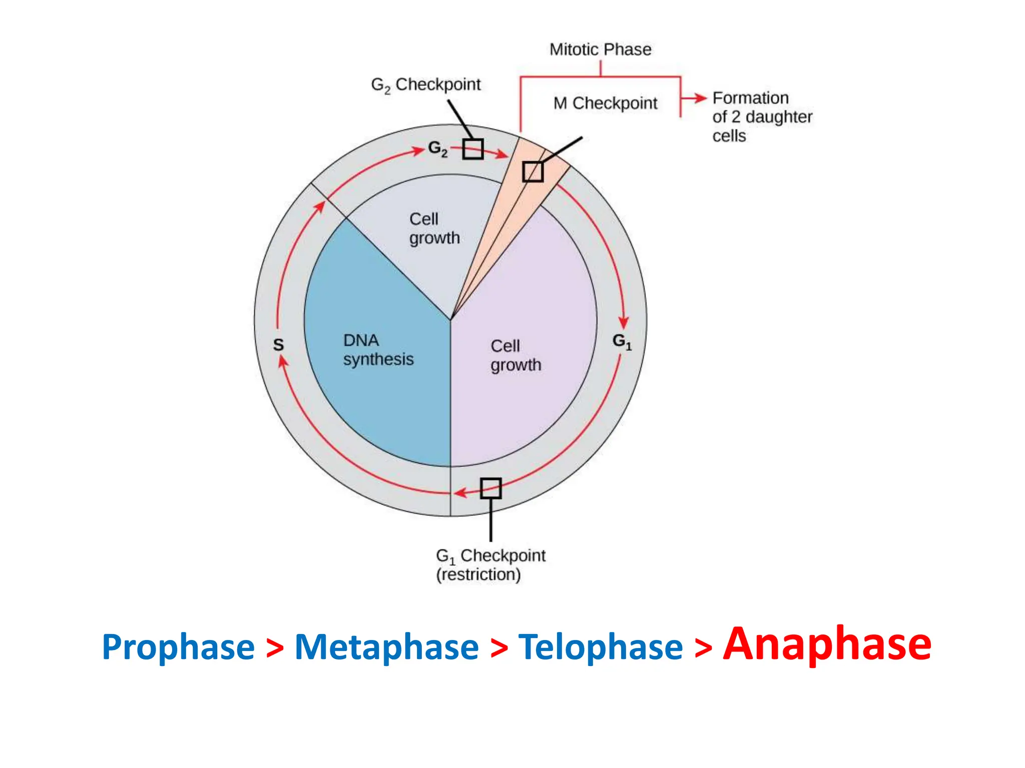 cell division - Mitosis in plants final.ppt