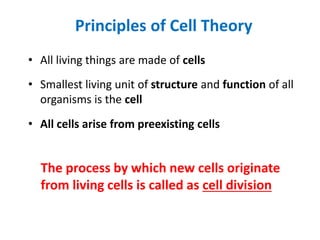 cell division - Mitosis in plants final.ppt