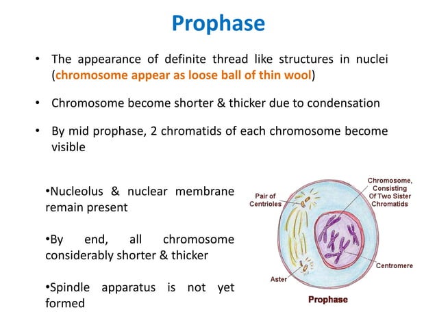 cell division - Mitosis in plants final.ppt | Biological Sciences | Science