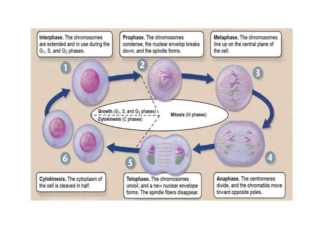 cell division - Mitosis in plants final.ppt | Biological Sciences | Science