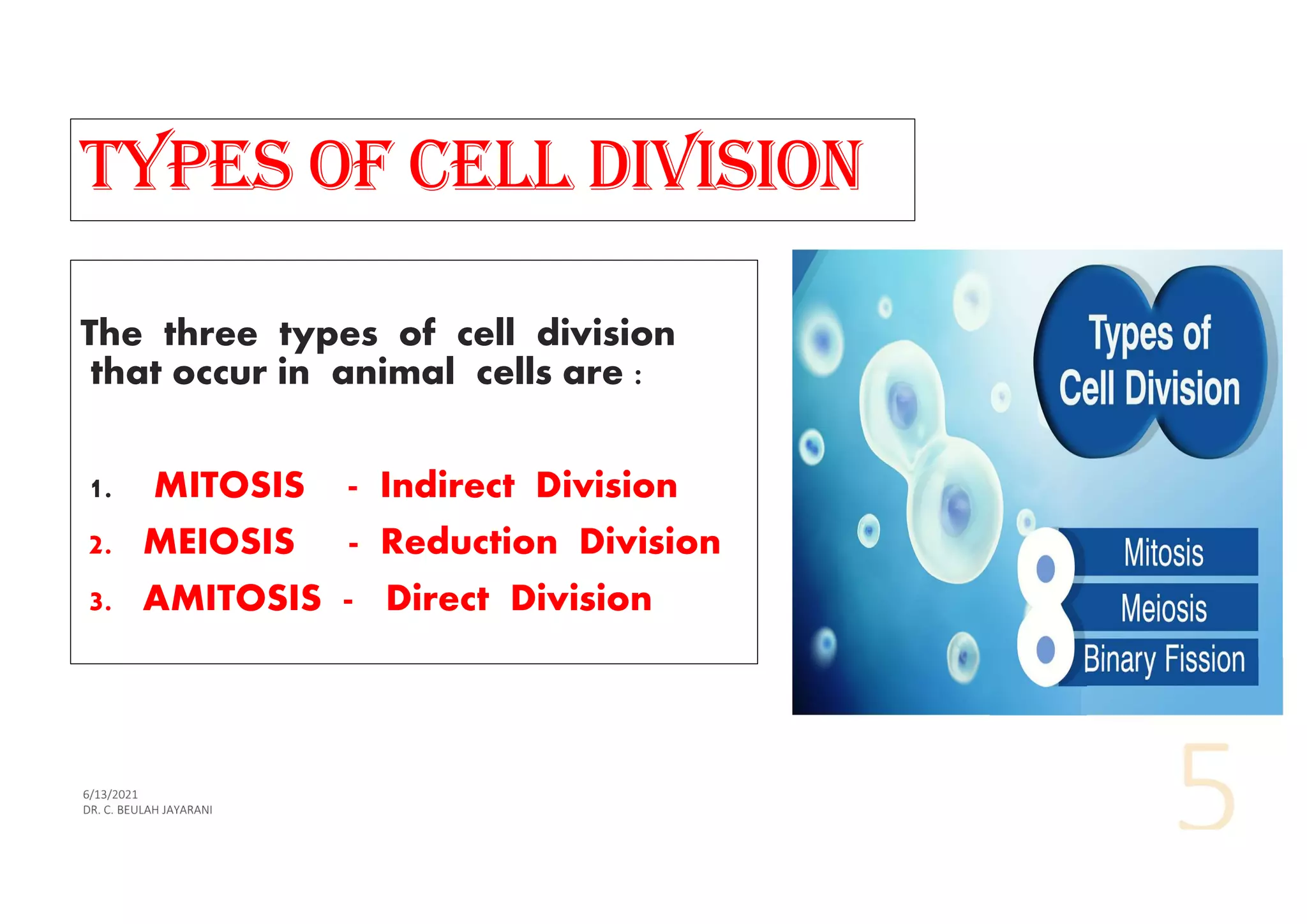 Cell division part - 1 | PDF