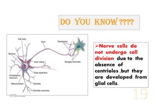 Cell division part - 1 | PDF