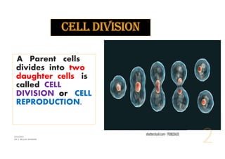 Cell division part - 1 | PDF