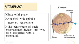 CELL DIVISION - PART - 1.pptx