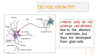 CELL DIVISION - PART - 1.pptx