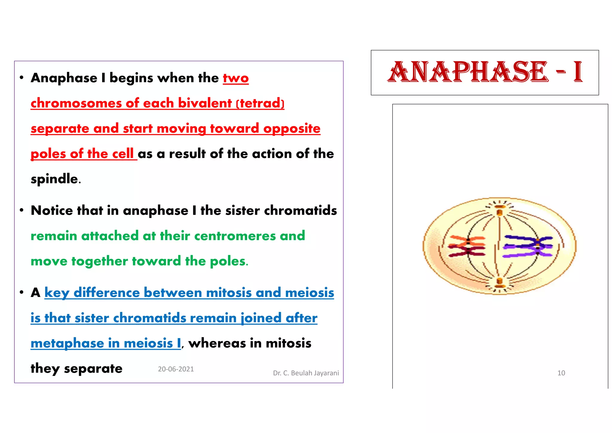 Cell division part - 2 - meiosis | PDF