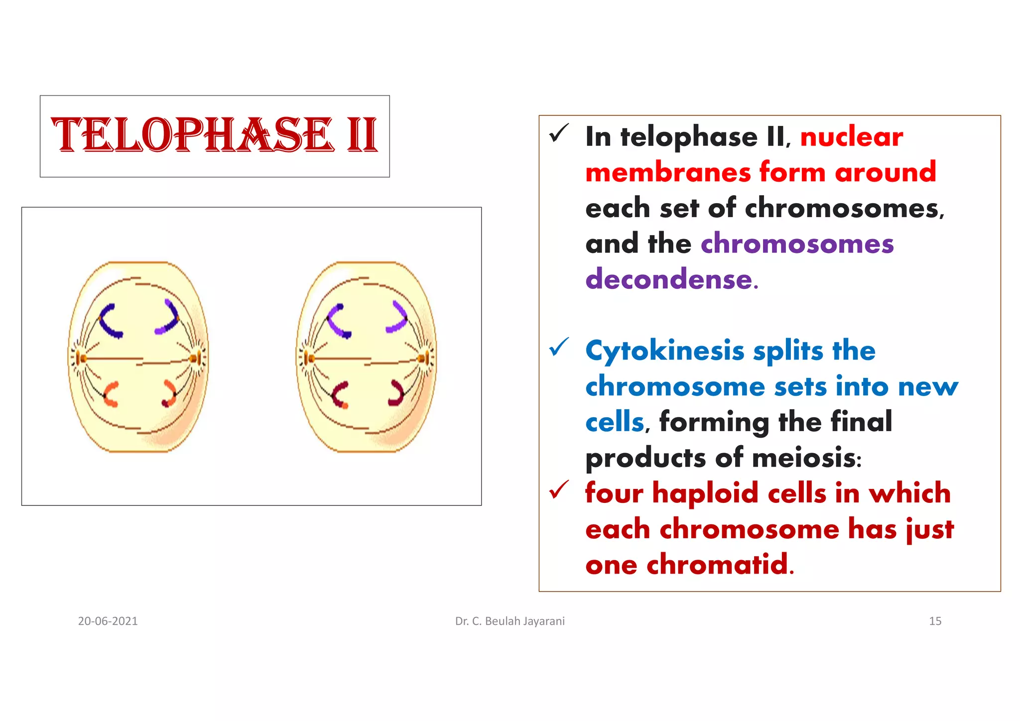 Cell division part - 2 - meiosis | PDF