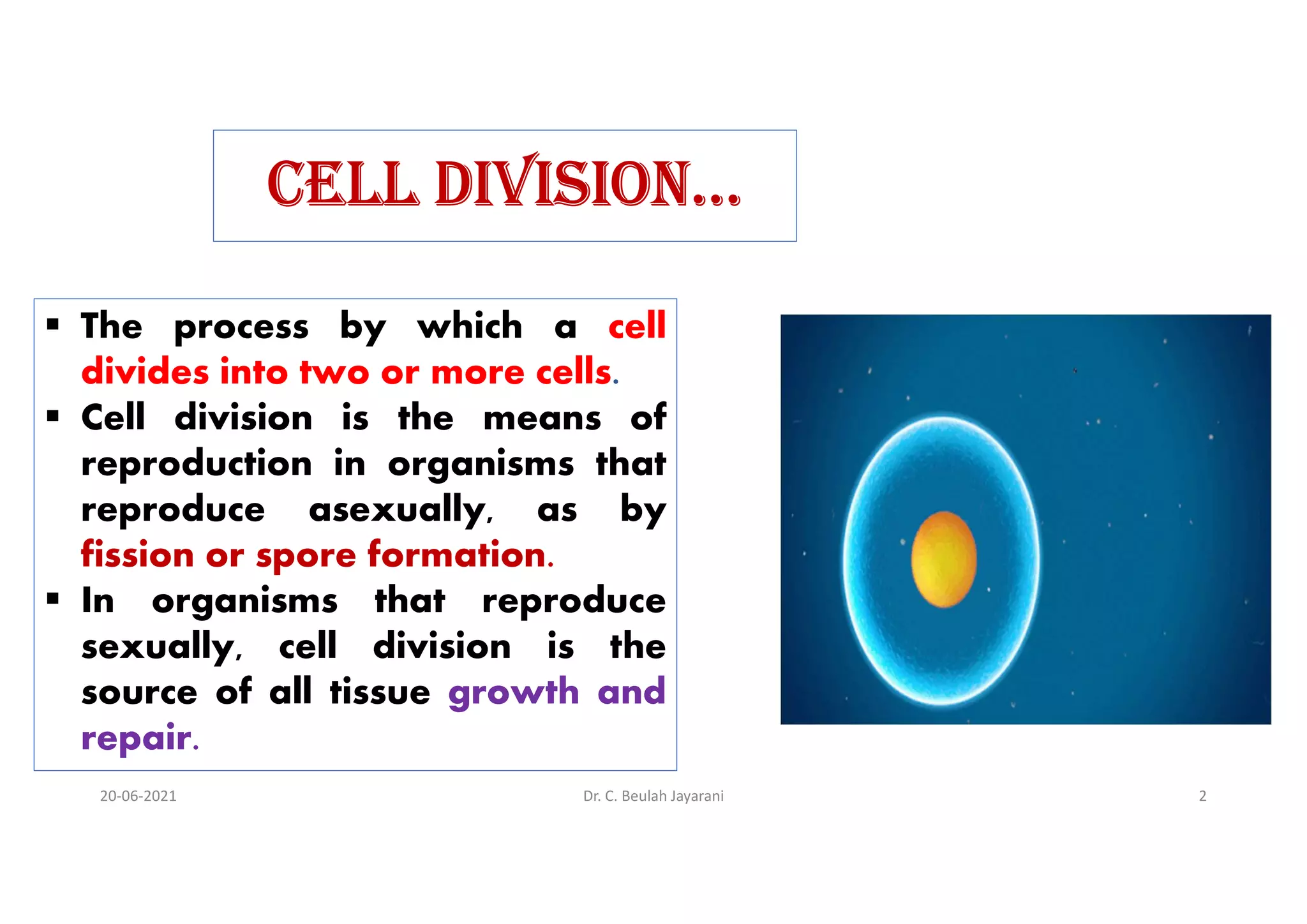 Cell division part - 2 - meiosis | PDF