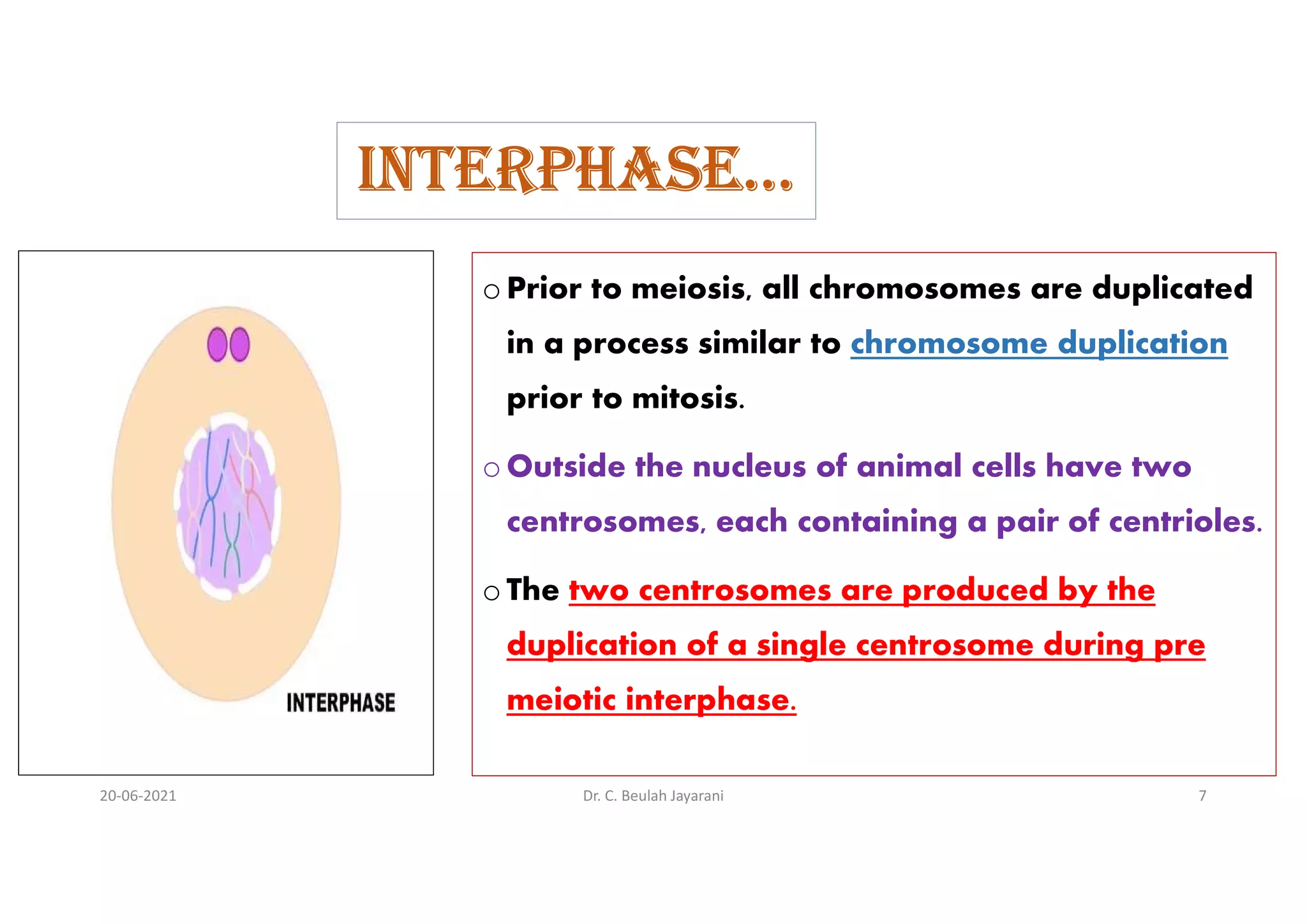 Cell division part - 2 - meiosis | PDF