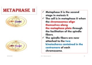 Cell division part - 2 - meiosis | PDF