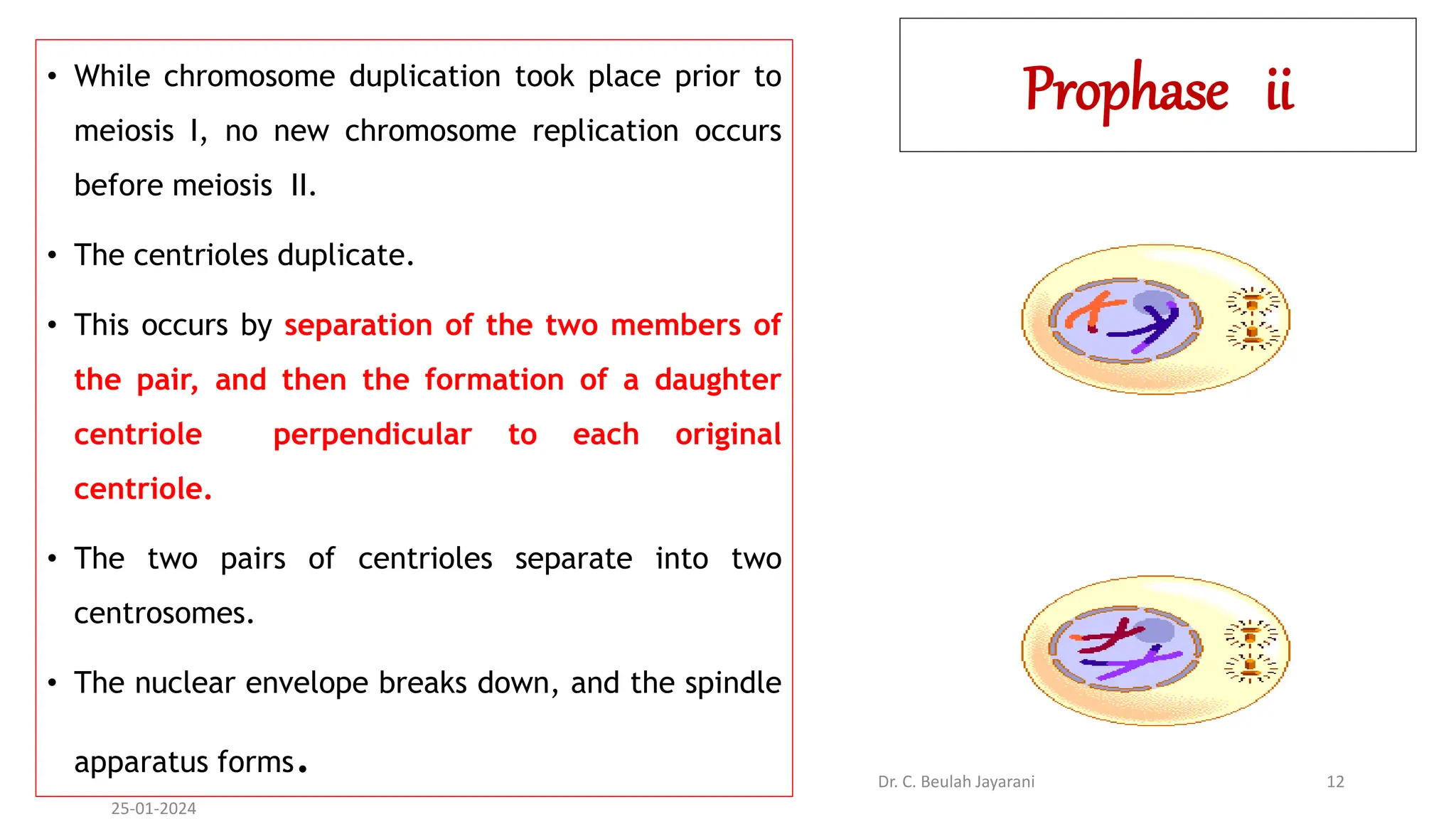CELL DIVISION- PART - 2 -MEIOSIS.pptx