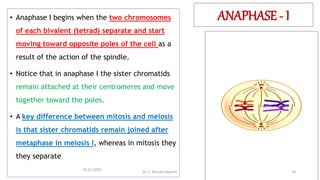CELL DIVISION- PART - 2 -MEIOSIS.pptx