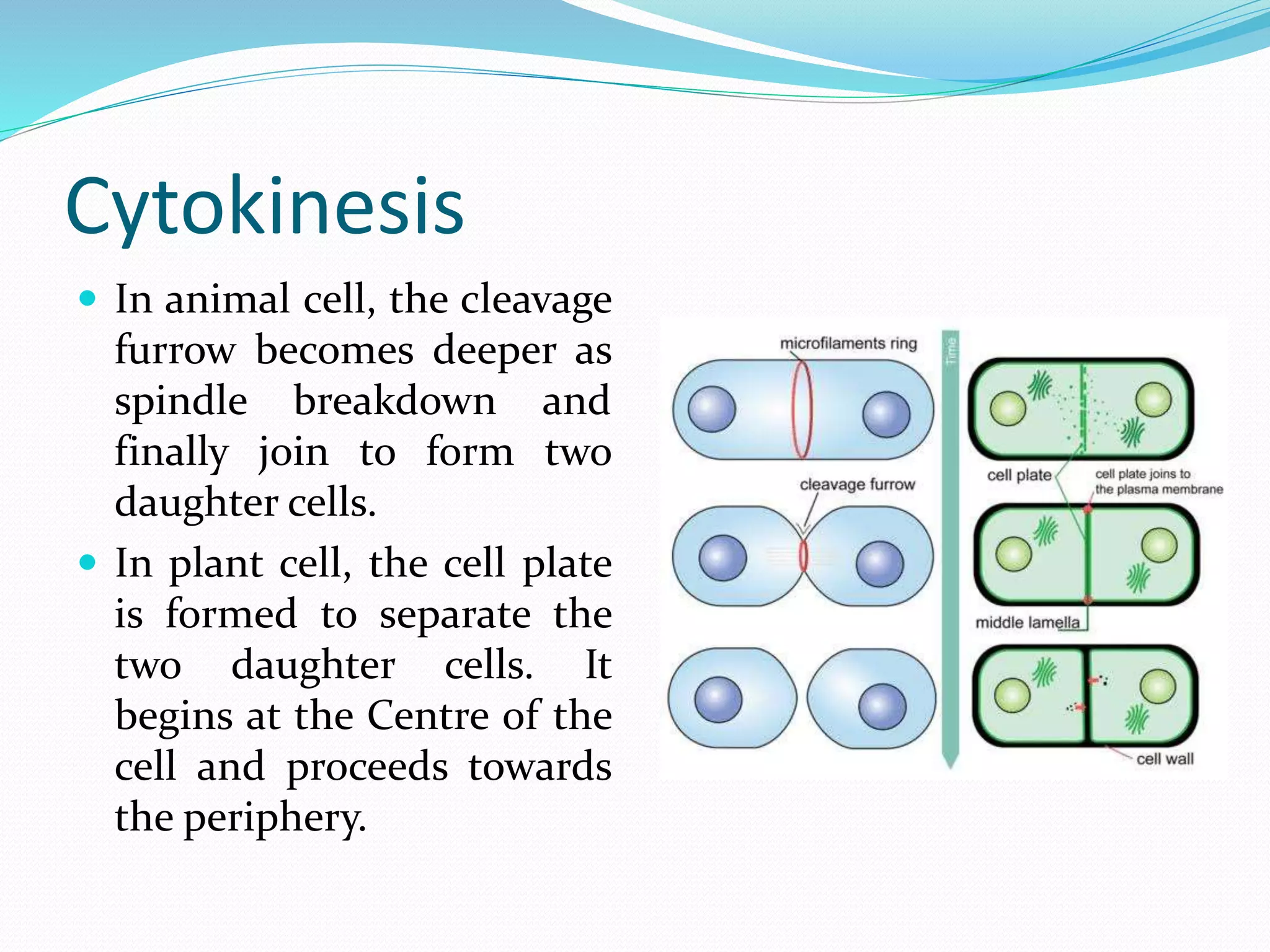 Cell division | PPTX