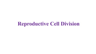 Cell Division (Somatic & Reproductive Cell Division) | PPTX